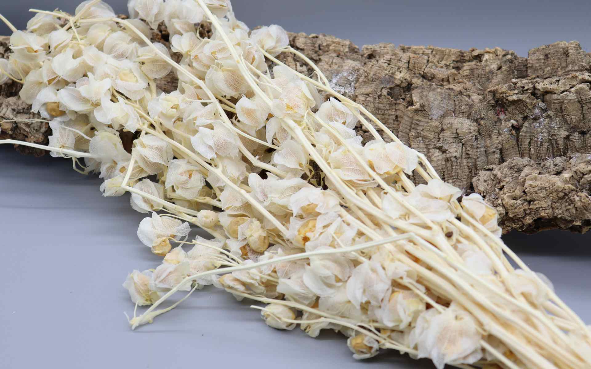 L’eleganza sempreverde del Ruscus Racemosus - DP Flowers