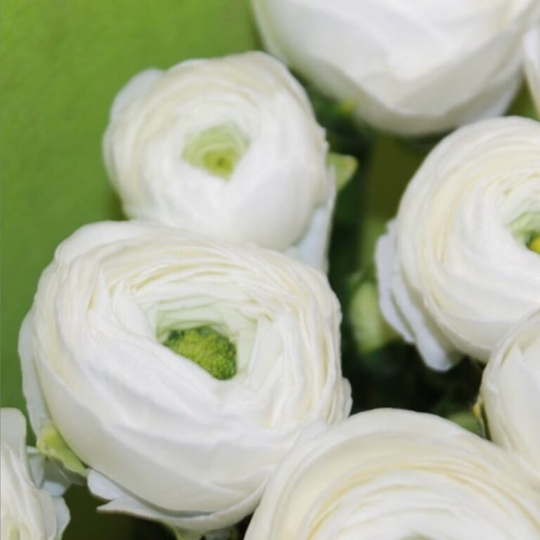 Ranunculus white | DP FLOWERS