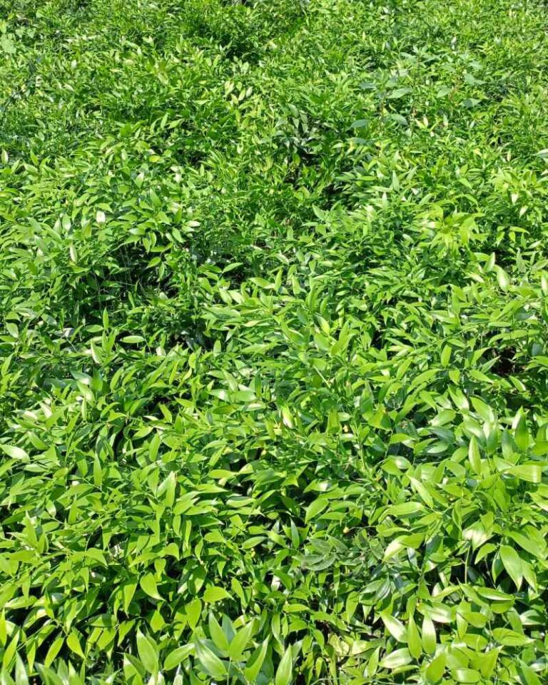 Italian ruscus fresh green | DP FLOWERS