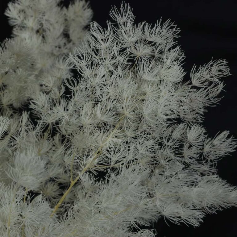 Ming fern white | DP FLOWERS