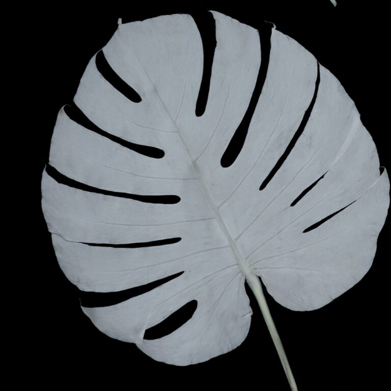 Monstera white | DP FLOWERS