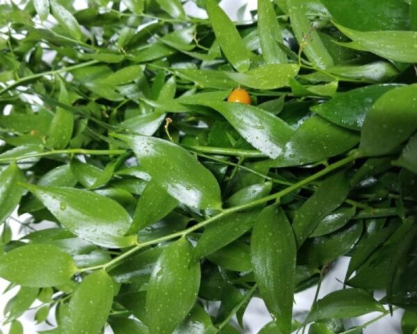 The evergreen elegance of Ruscus Racemosus - DP Flowers