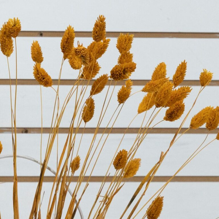 Flowers import | DP FLOWERS