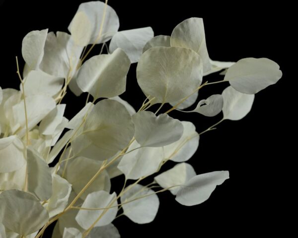 Bleached flowers: characteristics, uses and storage - DP Flowers