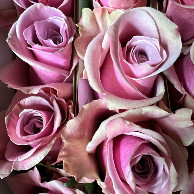 Rose prime time | DP FLOWERS