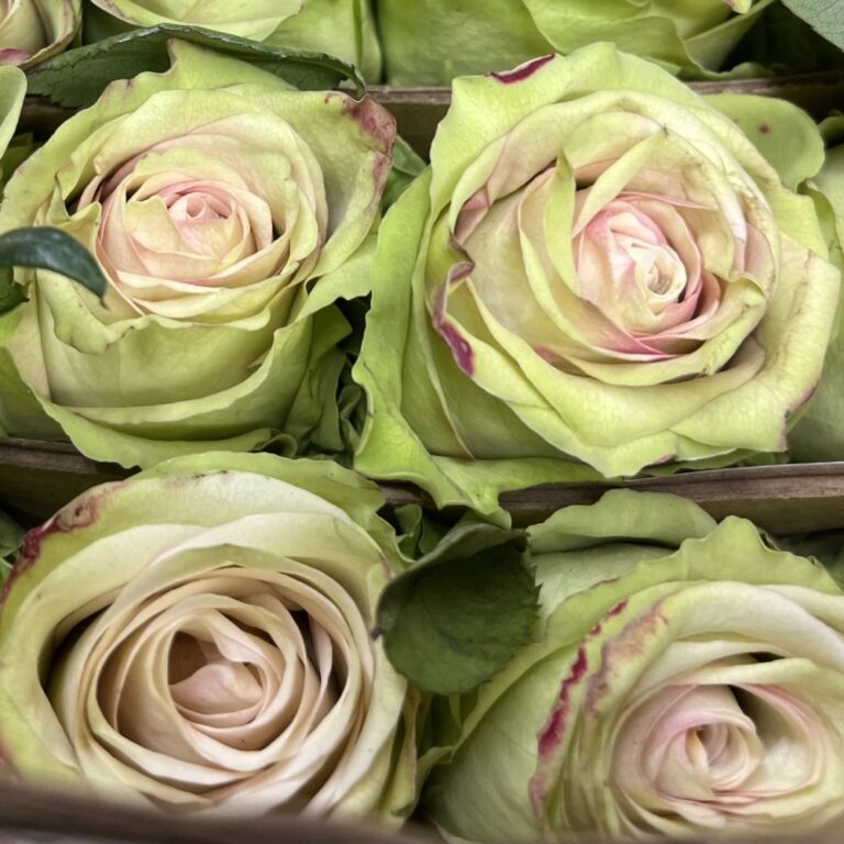 Fresh cut flowers | DP FLOWERS