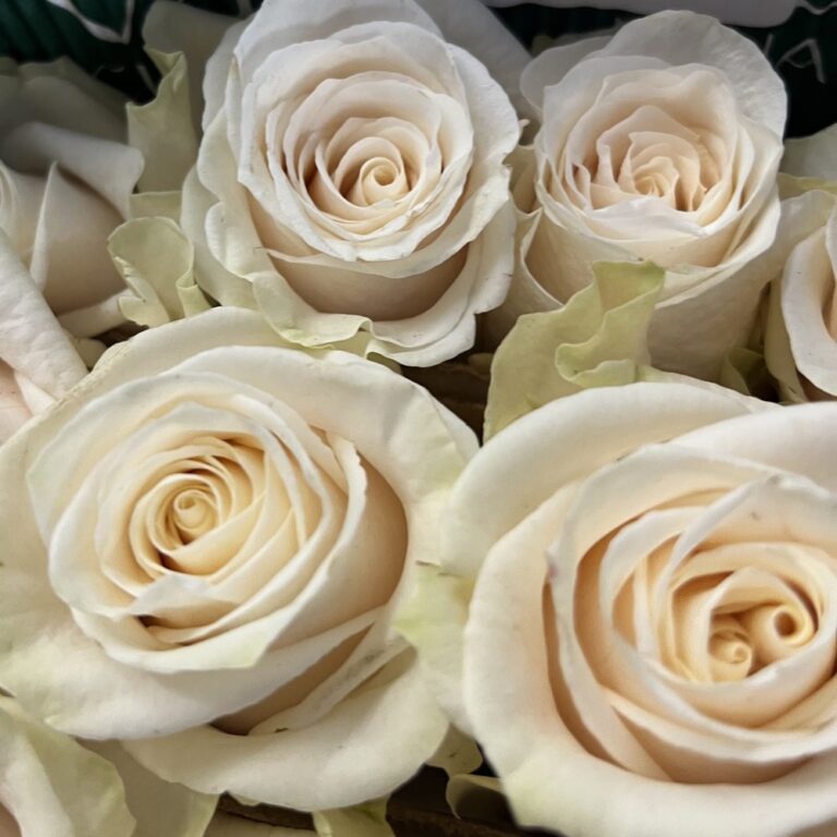 Fresh cut flowers | DP FLOWERS